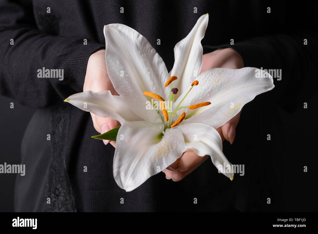 Funeral lily hi-res stock photography and images - Alamy