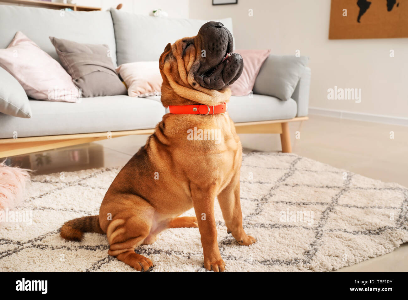Cute funny dog at home Stock Photo - Alamy