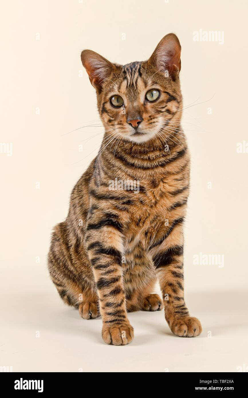 Breedcat Toyger (Felis silvestris catus), female, 8 months, color brown ...