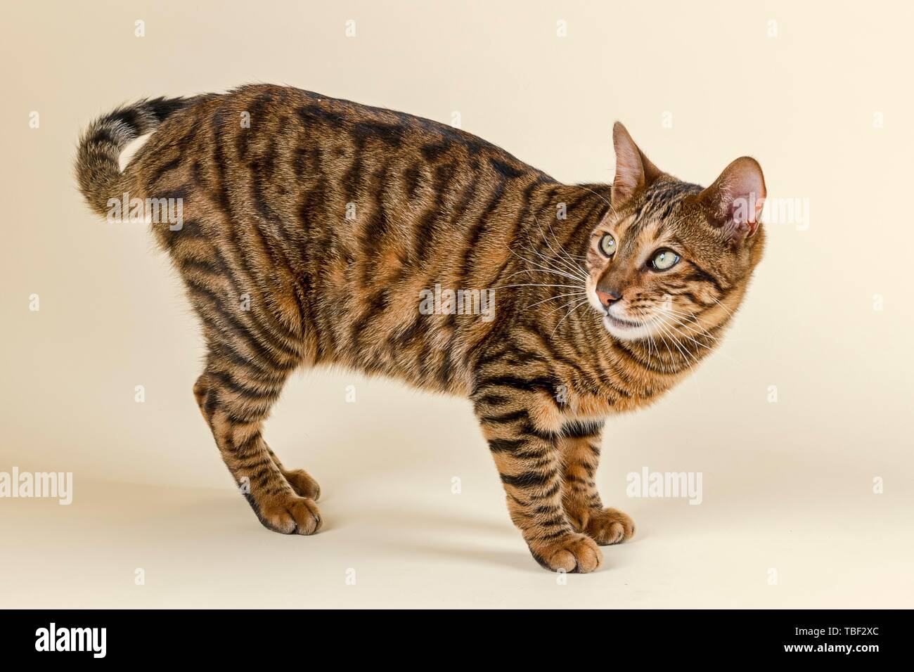Female mackerel tabby cat standing hi-res stock photography and images ...