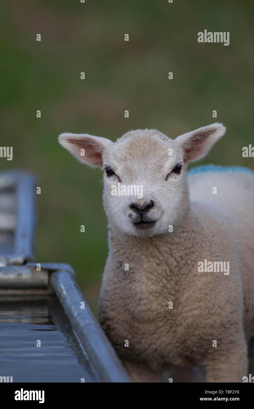 Domestic lamb (Ovis aries) standing by a drinking trough, Suffolk ...