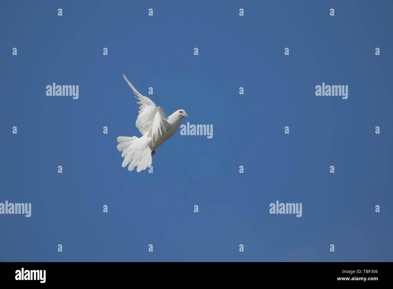 White dove (Streptopelia risoria) in flight, Suffolk, England, United ...