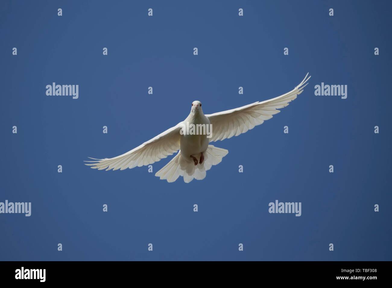 White dove (Streptopelia risoria) in flight, Suffolk, England, United ...