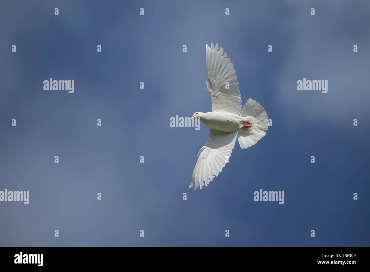 White dove streptopelia risoria in flight hi-res stock photography and ...