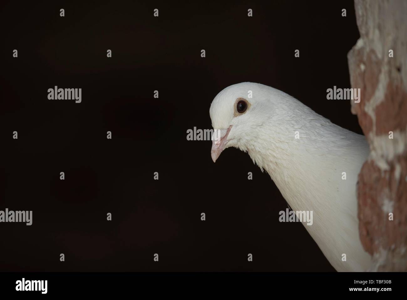 White dove streptopelia risoria hi-res stock photography and images - Alamy