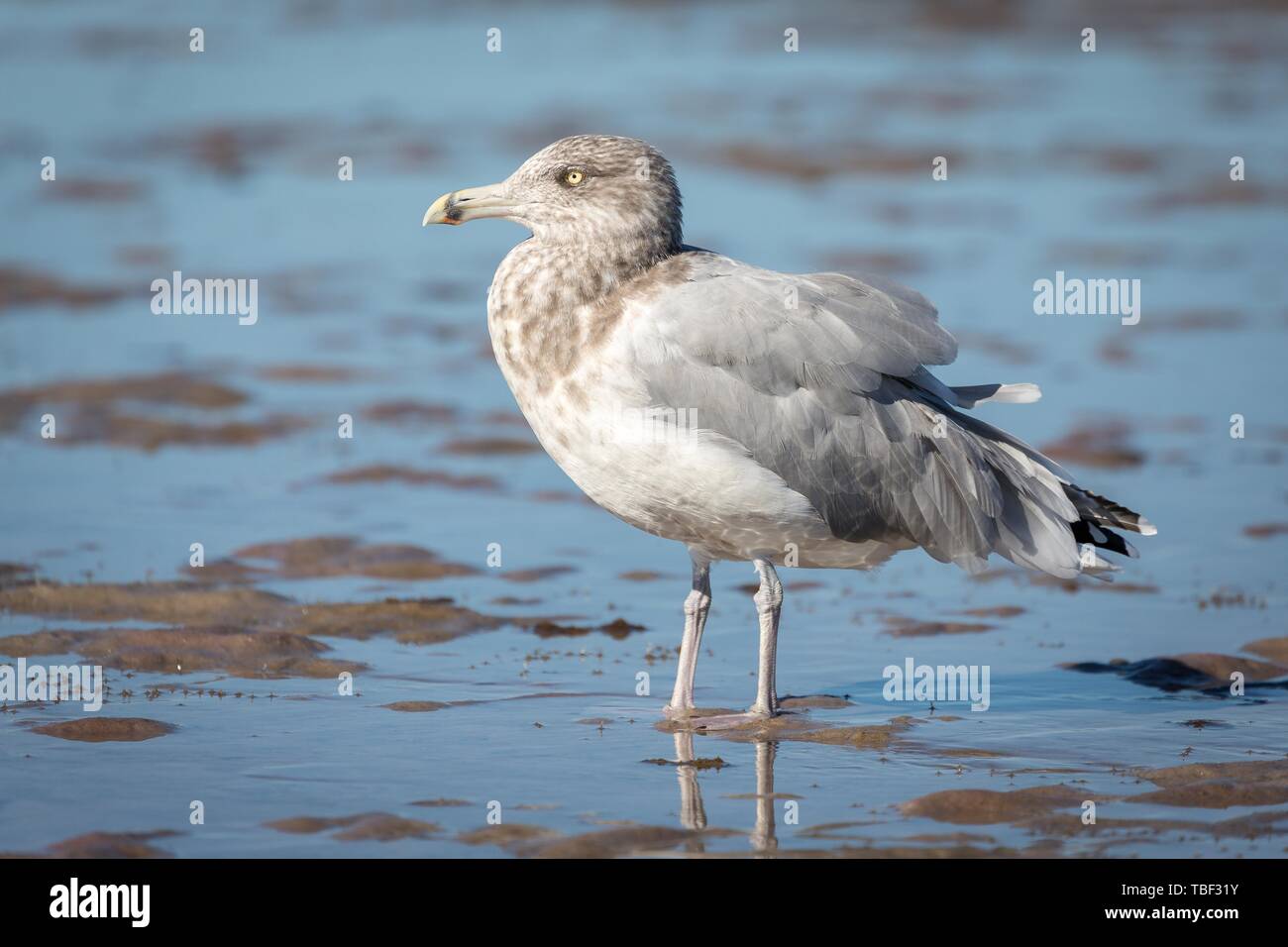 American Herring Gull (Larus smithsonianus) stands in mudflat, Atlantic ...