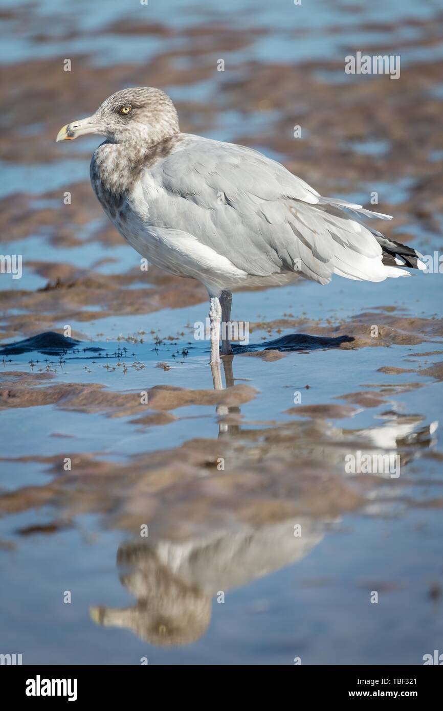 American Herring Gull (Larus smithsonianus) stands in mudflat, Atlantic ...