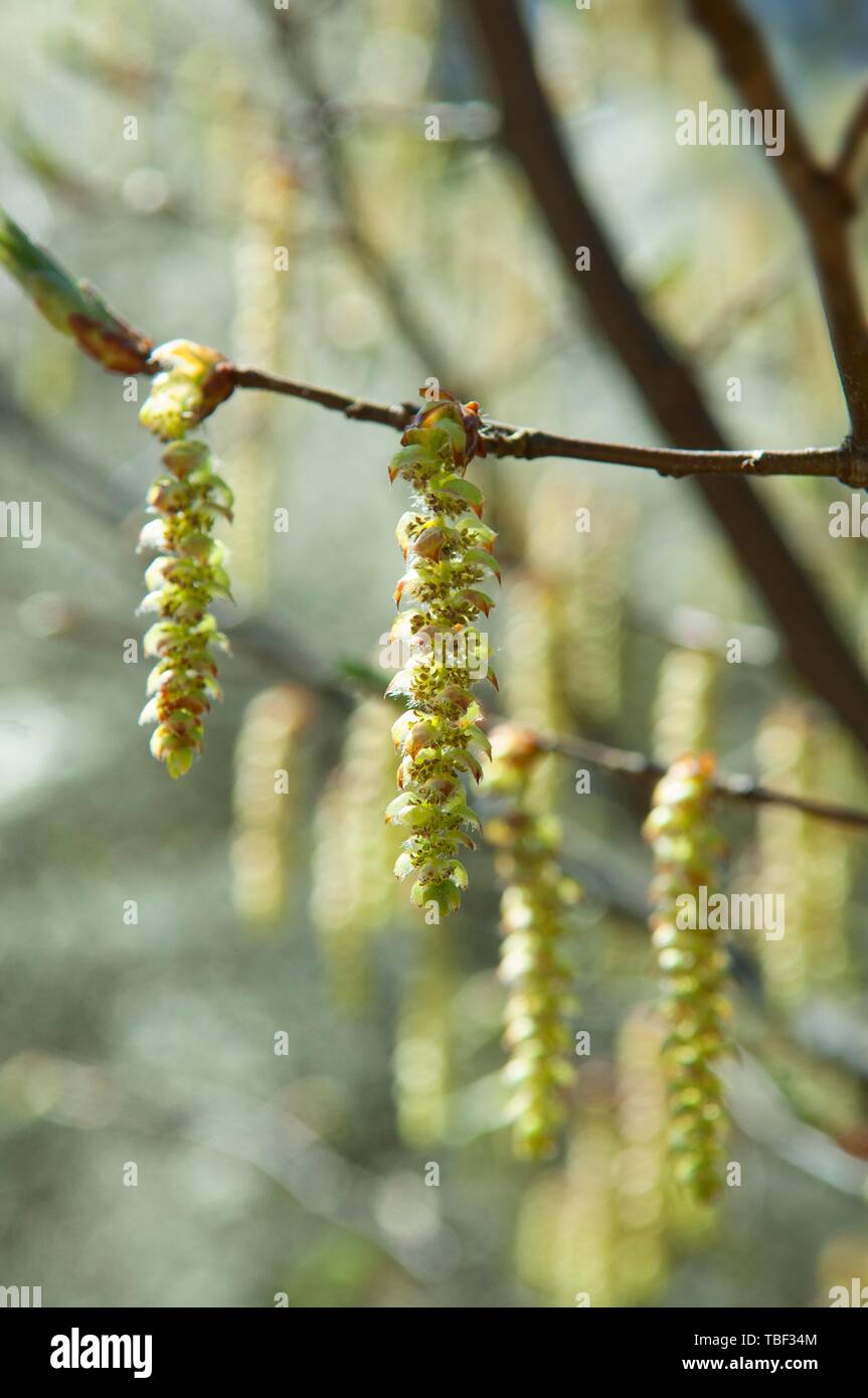 Flowers of Common hazel (Corylus avellana), Munich, Bavaria, Germany ...