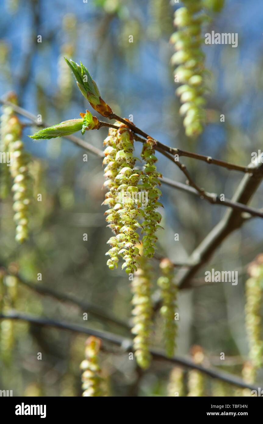 Flowers of Common hazel (Corylus avellana), Munich, Bavaria, Germany ...