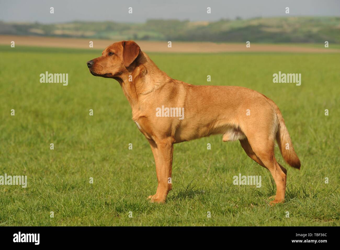 Labrador Retriever, male, yellow, standing sideways in a meadow ...