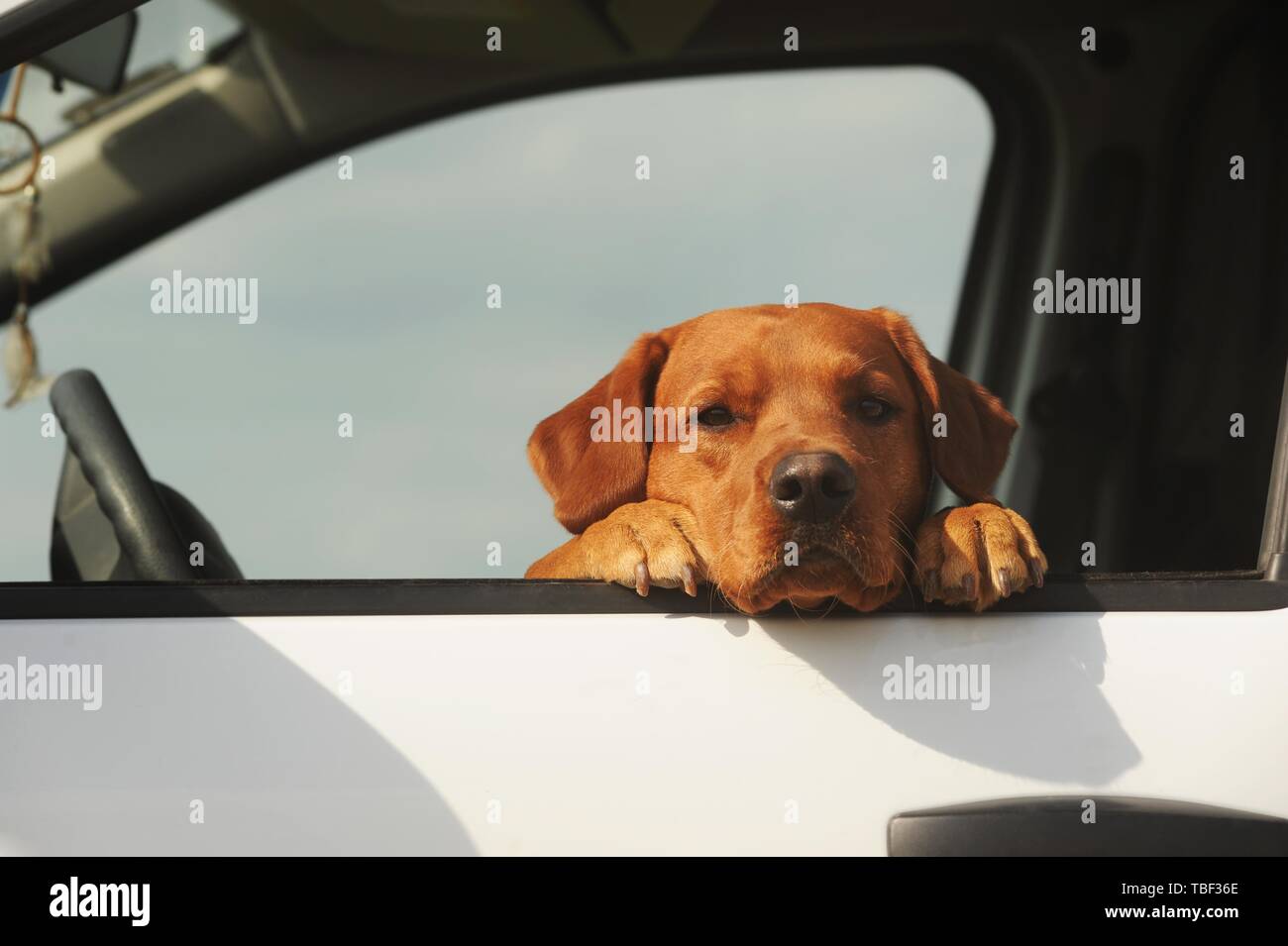 Labrador Retriever, male, yellow, looking out of window in car, Austria ...