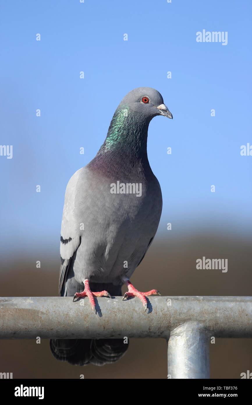 City dove (Columba livia f. domestica) sits on railing, Germany Stock ...
