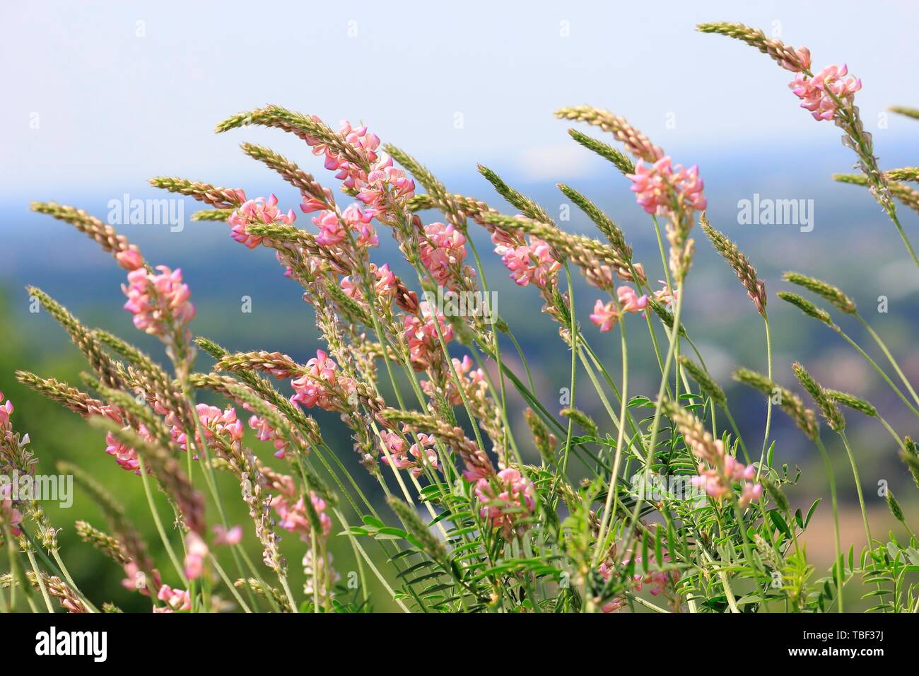 Flowering sainfoin hi-res stock photography and images - Alamy