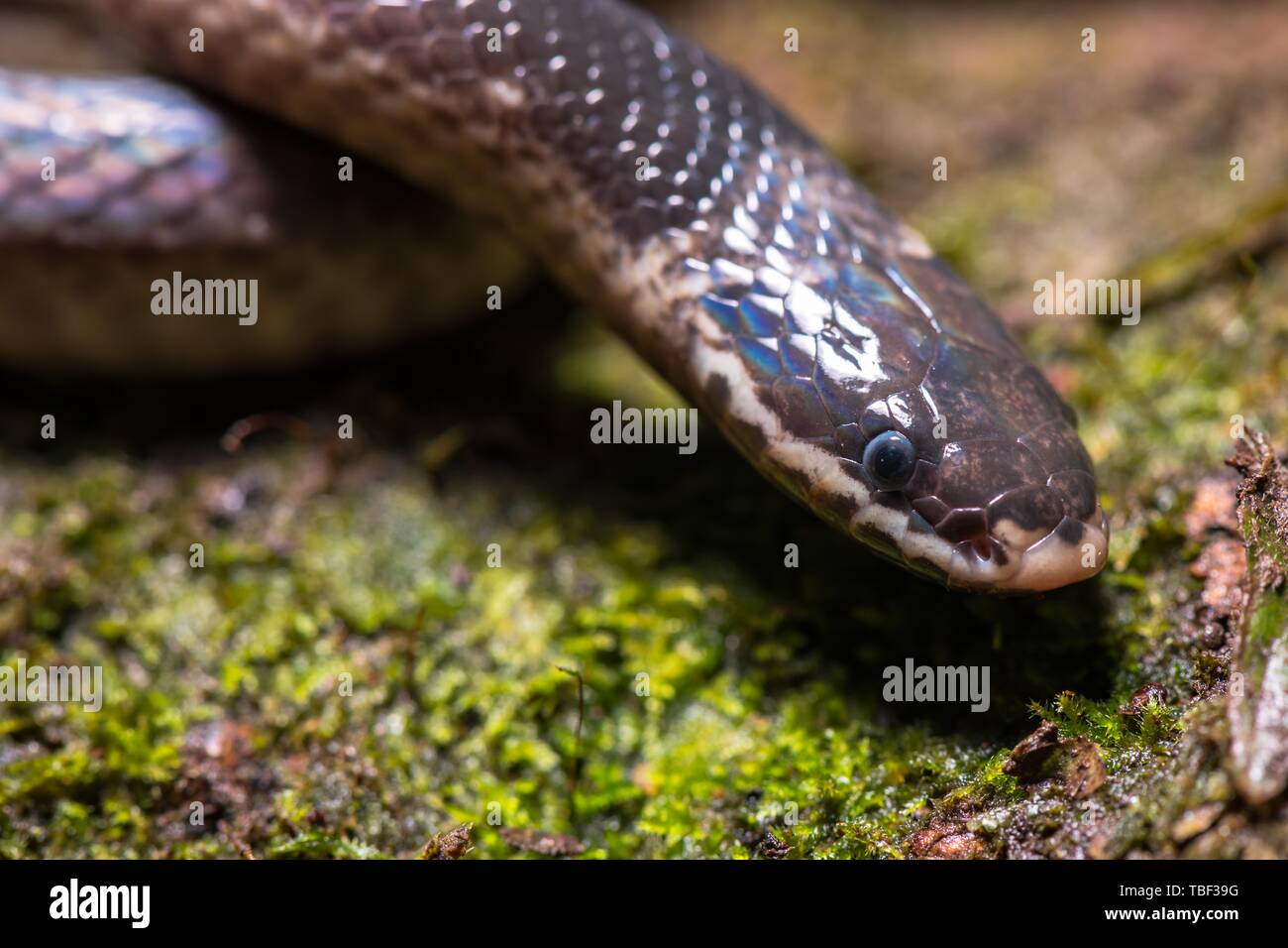 Ambreensis hi-res stock photography and images - Alamy