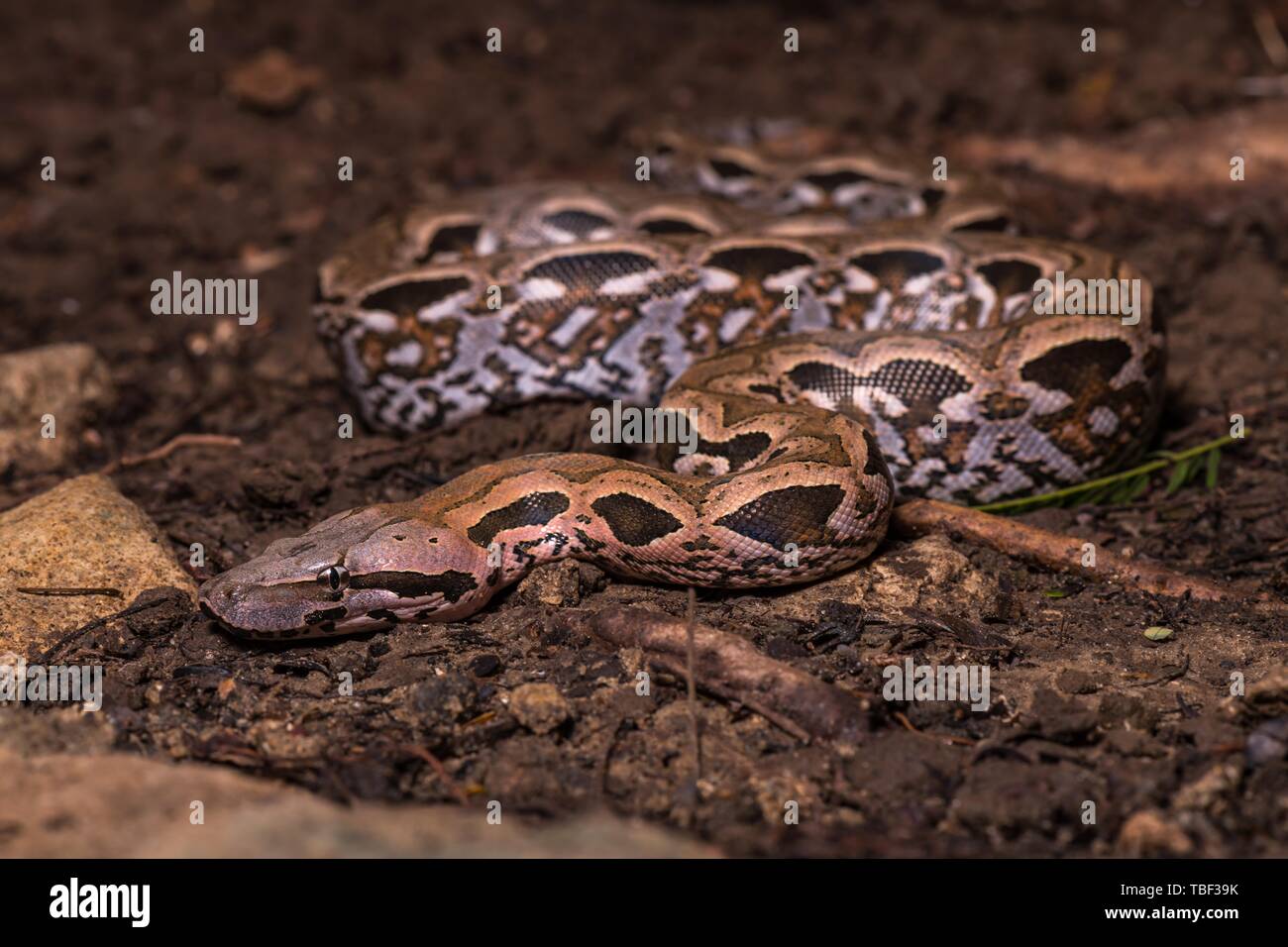 Malagasy ground boa (Acrantophis madagascariensis), snakes on the ...