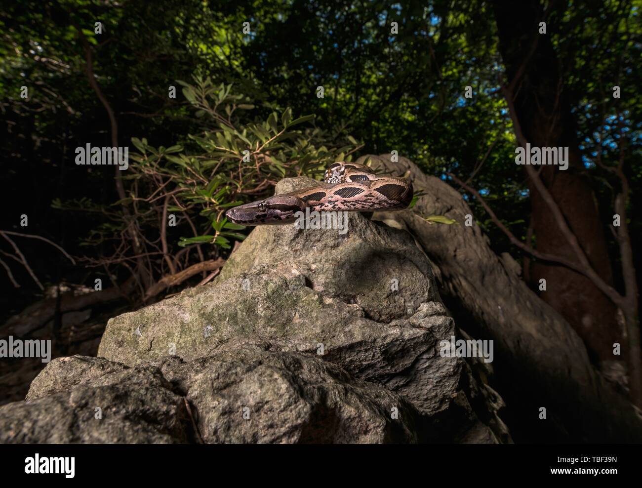 Malagasy ground boa (Acrantophis madagascariensis) snakes on rock, Nosy ...