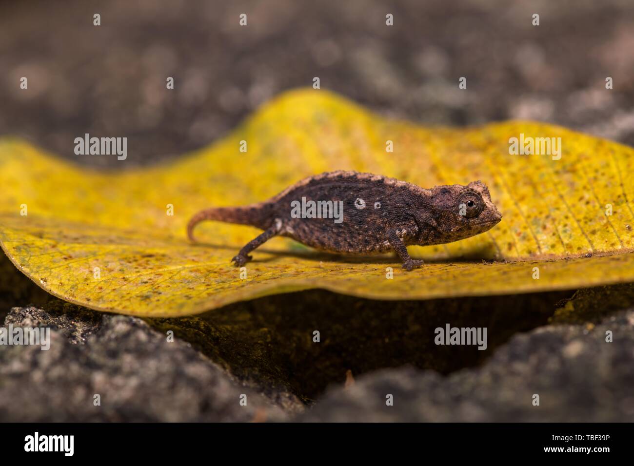 Earth chameleon species (Brookesia micra), female on leaf, Nosy Hara ...