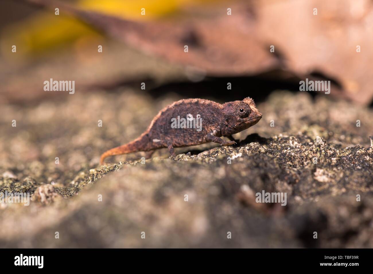 Earth Chameleon (Brookesia micra), female, Nosy Hara National Park ...