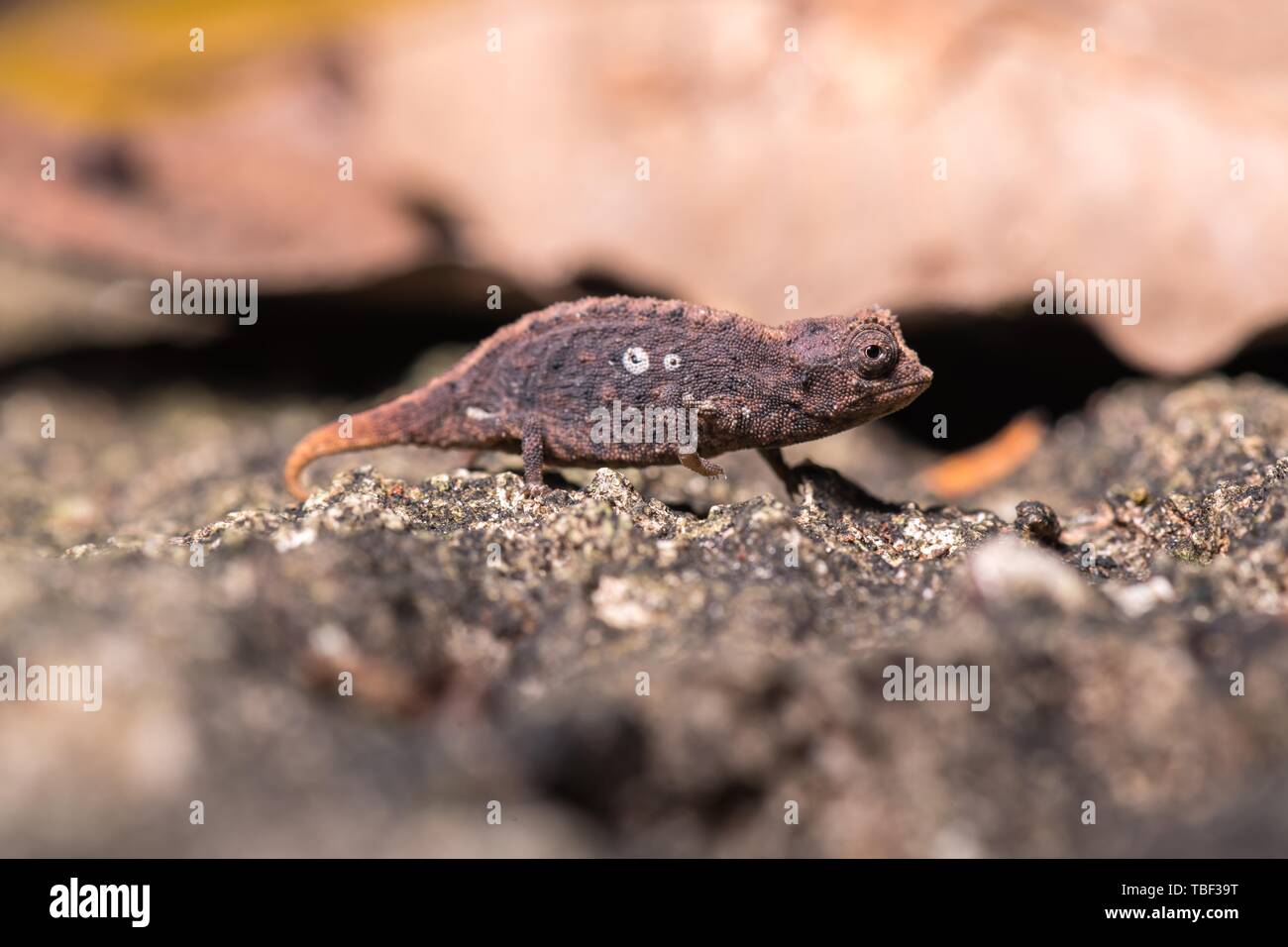 Earth Chameleon (Brookesia micra), female, Nosy Hara National Park ...