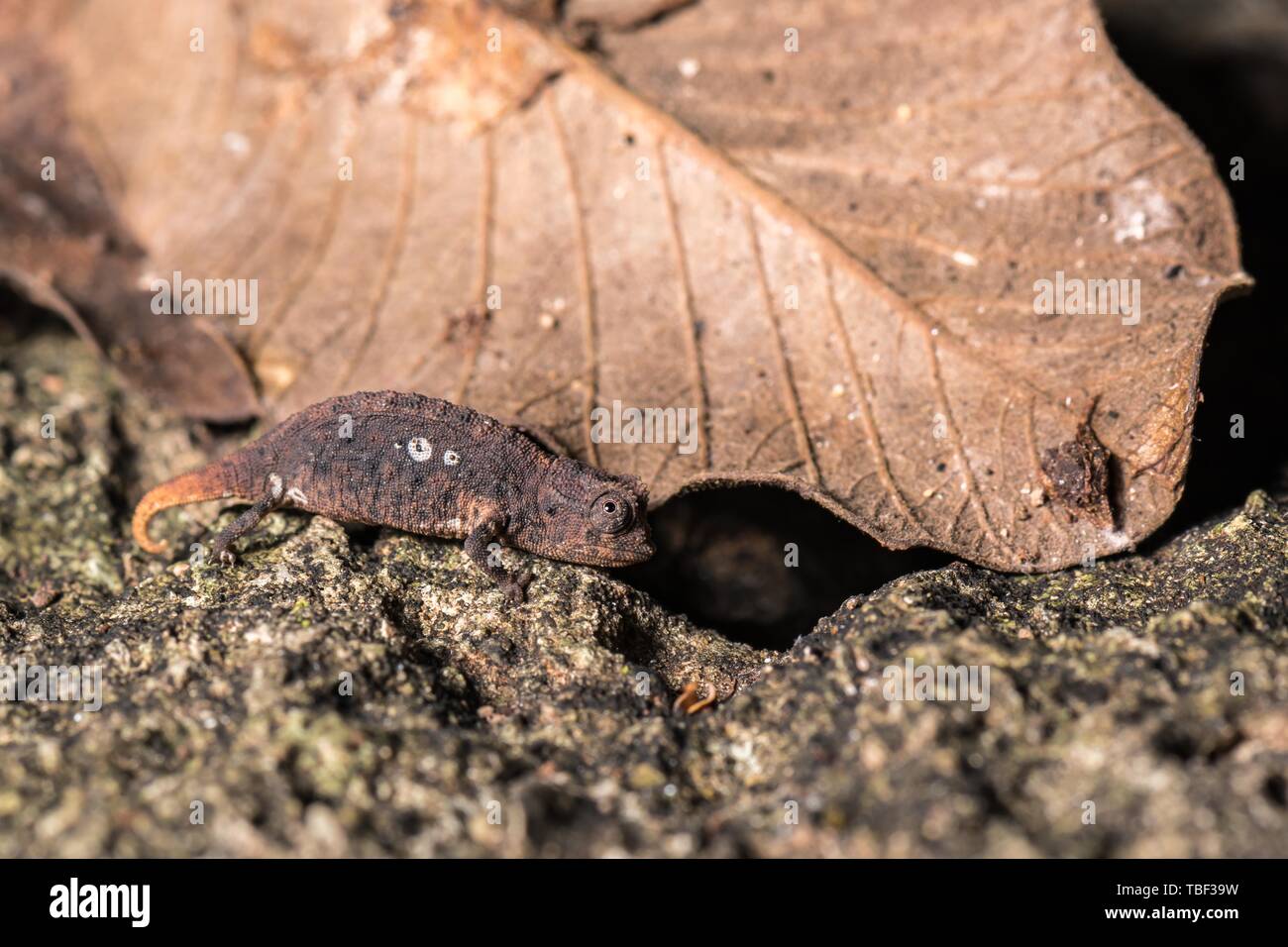 Earth chameleon (Brookesia micra), female camouflaged in front of leaf ...