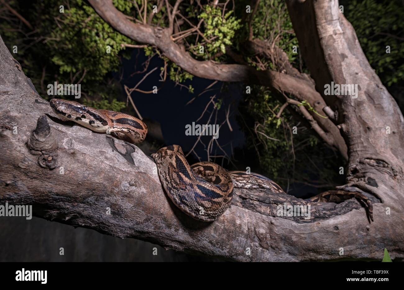 Malagasy ground boa (Acrantophis madagascariensis) lying in Branch Fork ...