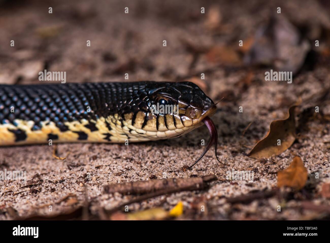 Giant madagascan hognose leioheterodon madagascariensis hi-res stock ...