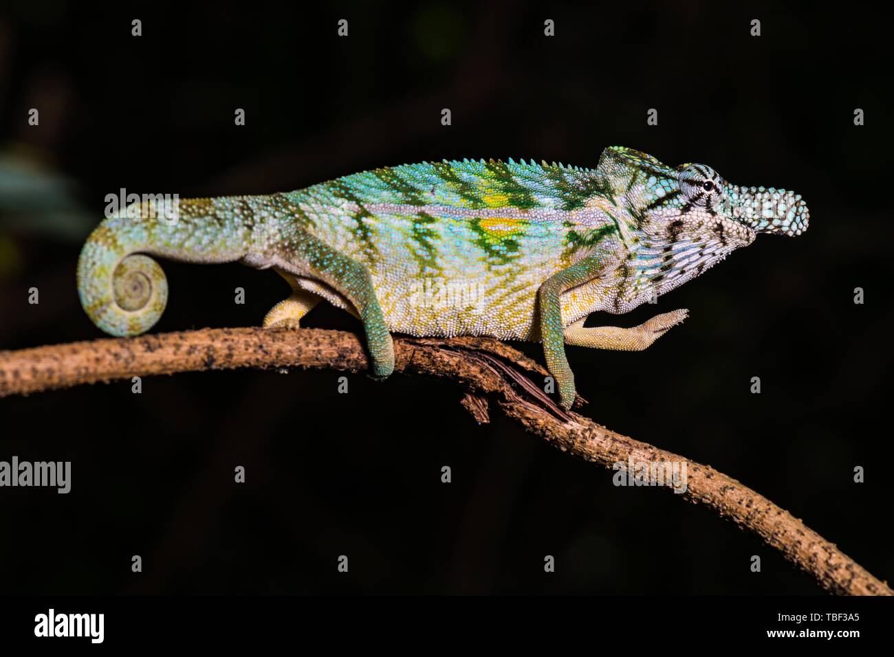 Rhinoceros chameleon (Furcifer rhinoceratus), male on branch ...