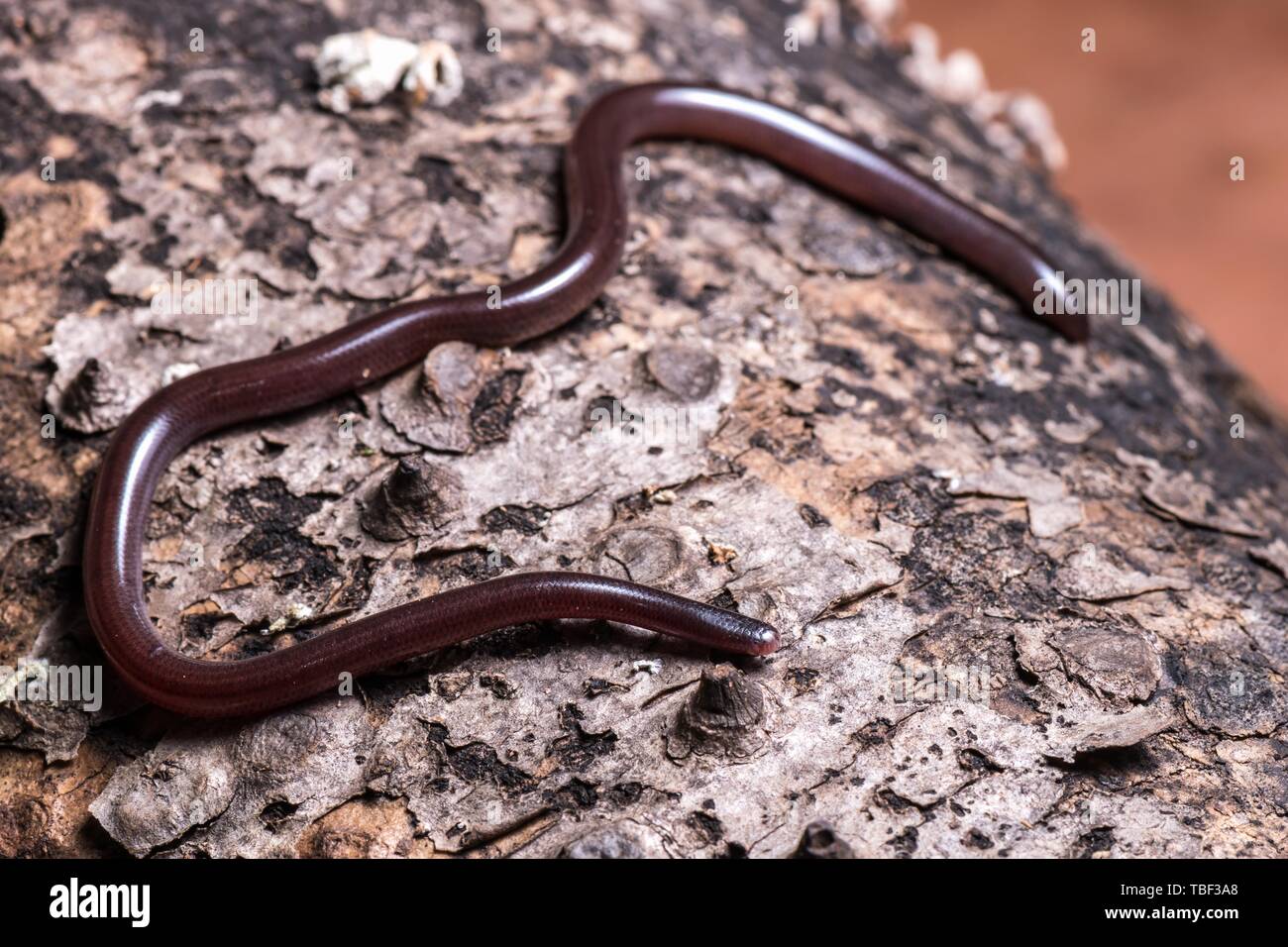 Brahminy blind snake (Ramphothyphlops braminus), Ankarafantsika ...