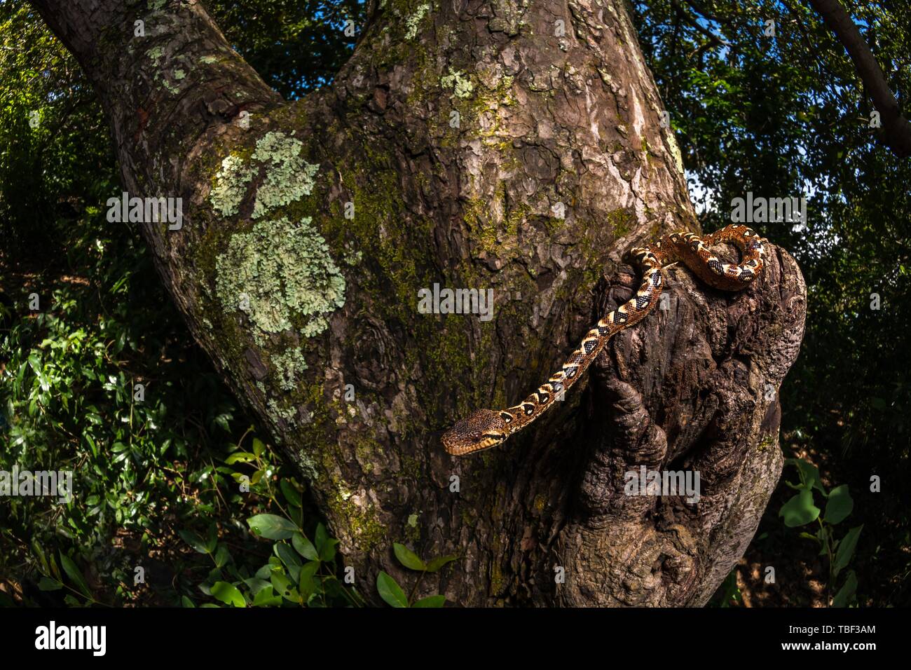 Malagasy Tree Boa (Sanzinia madagascariensis volontany) meanders along ...