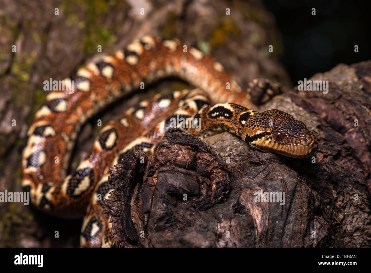 Malagasy Tree Boa (Sanzinia madagascariensis volontany) meanders along ...