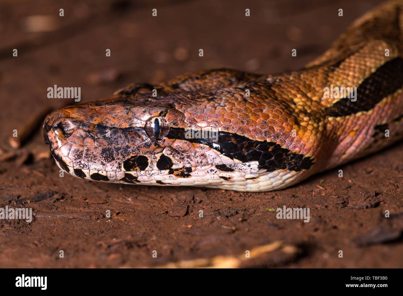 Madagascar rainforest animal hi-res stock photography and images - Alamy