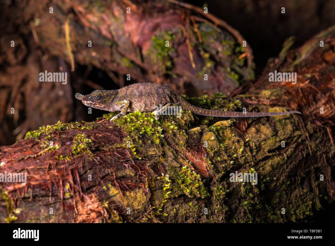 Rhinoceros chameleon species (Calumma linotum) on mossed branch ...