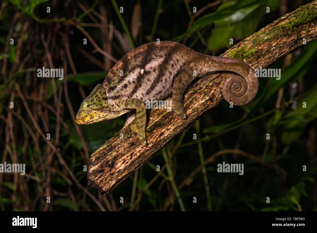 Nosy hara national park hi-res stock photography and images - Alamy Nosy hara national park hi-res stock photography and images - Alamy
