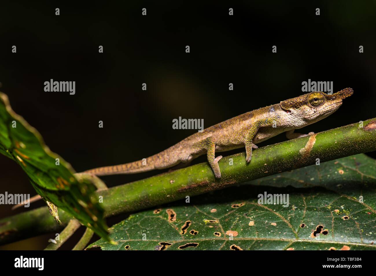 Rhinoceros chameleon species (Calumma linotum), Montagne d'Ambre ...