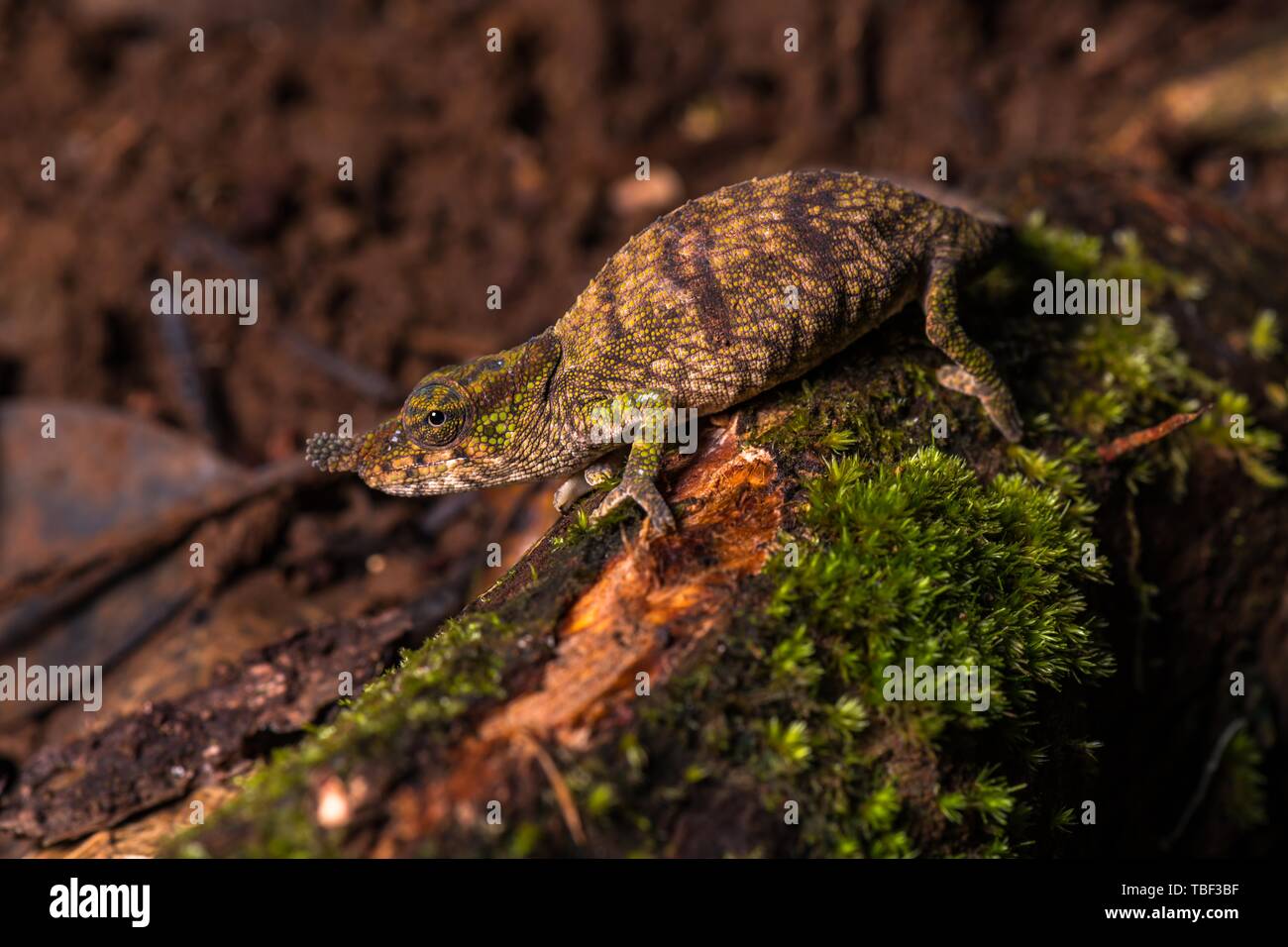 Rhinoceros chameleon species (Calumma linotum) on mossed branch ...