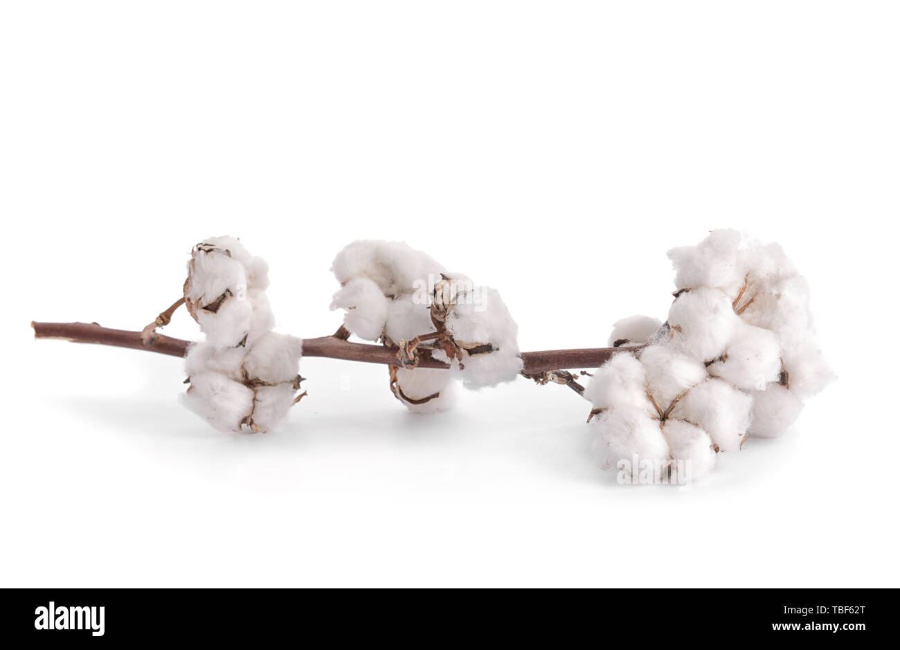 Cotton flowers on white background Stock Photo - Alamy