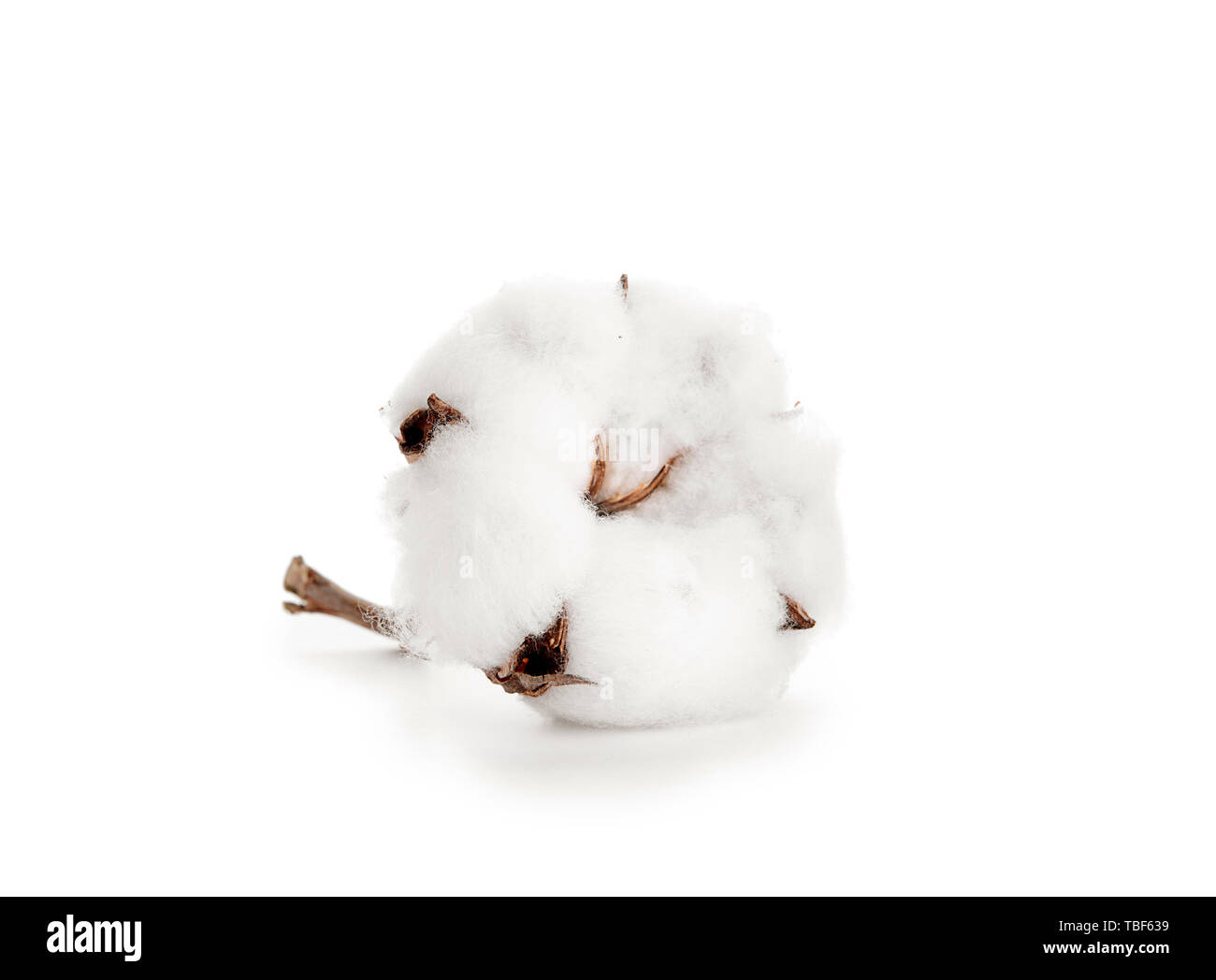 Cotton flower on white background Stock Photo - Alamy