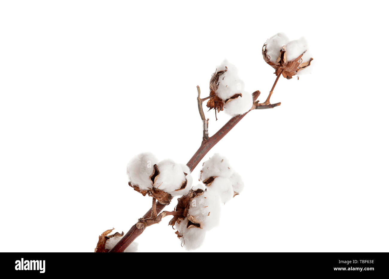Cotton flowers on white background Stock Photo - Alamy