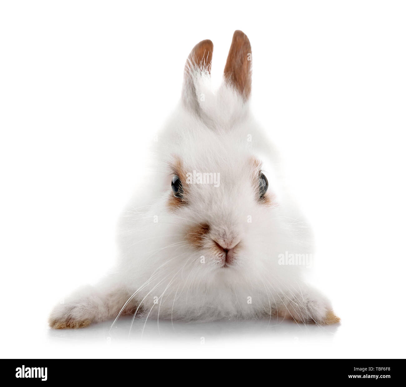 Cute fluffy rabbit on white background Stock Photo - Alamy