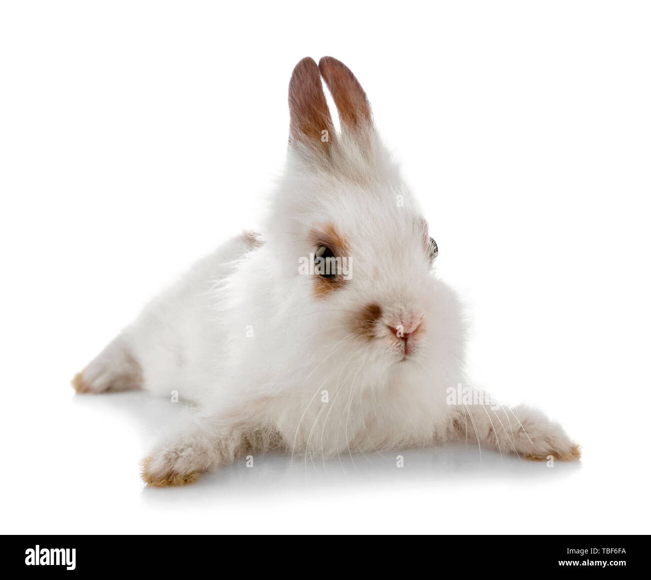 Cute fluffy rabbit on white background Stock Photo - Alamy