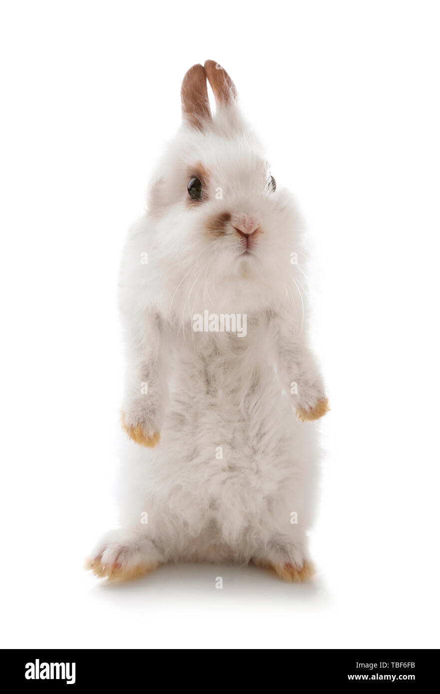 Cute fluffy rabbit on white background Stock Photo - Alamy