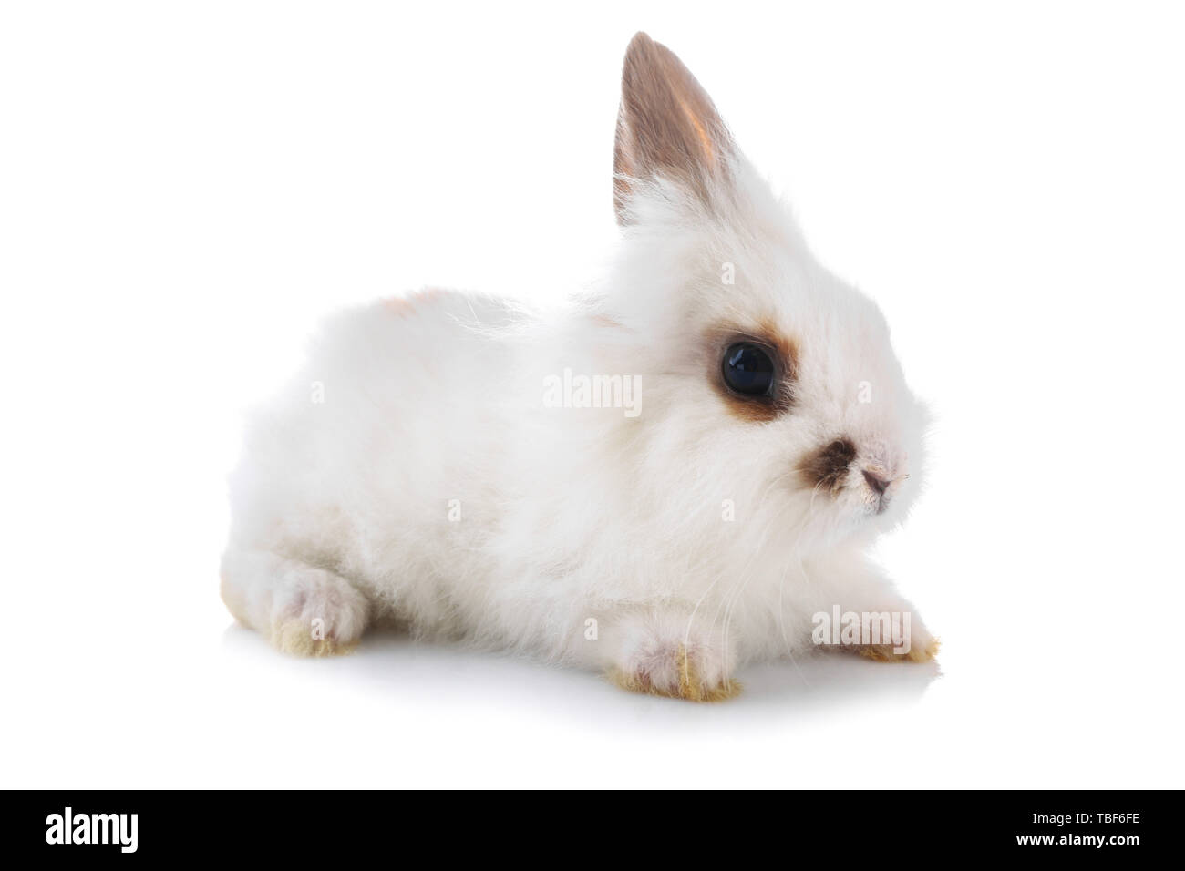 Cute fluffy rabbit on white background Stock Photo - Alamy
