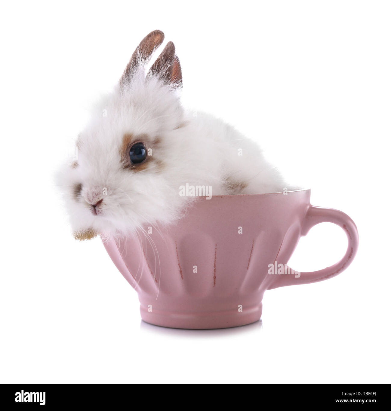 Cute fluffy rabbit in cup on white background Stock Photo - Alamy
