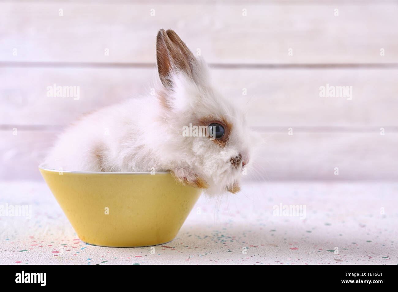 Cute fluffy rabbit in bowl on table Stock Photo - Alamy