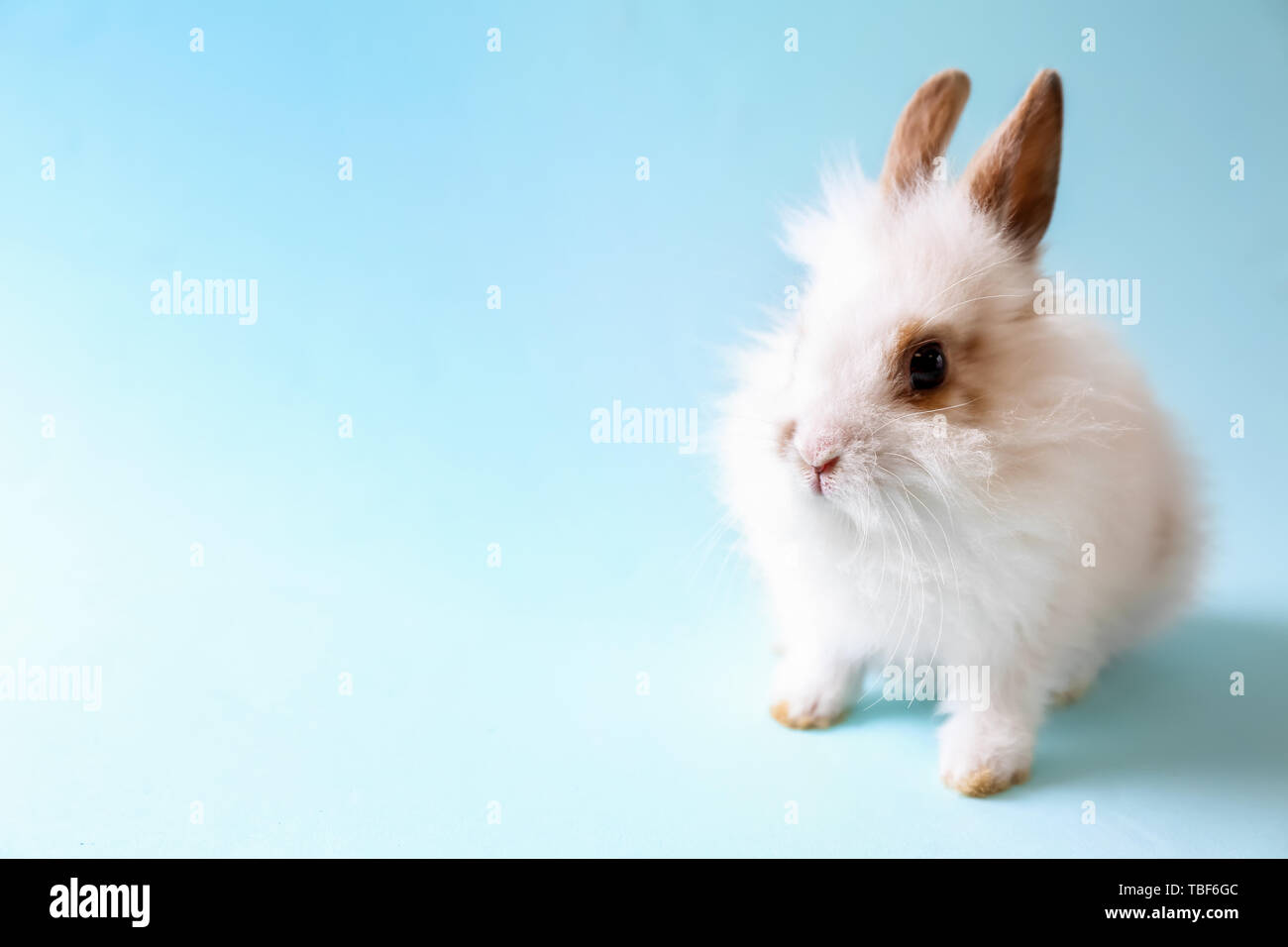 Cute fluffy rabbit on color background Stock Photo - Alamy