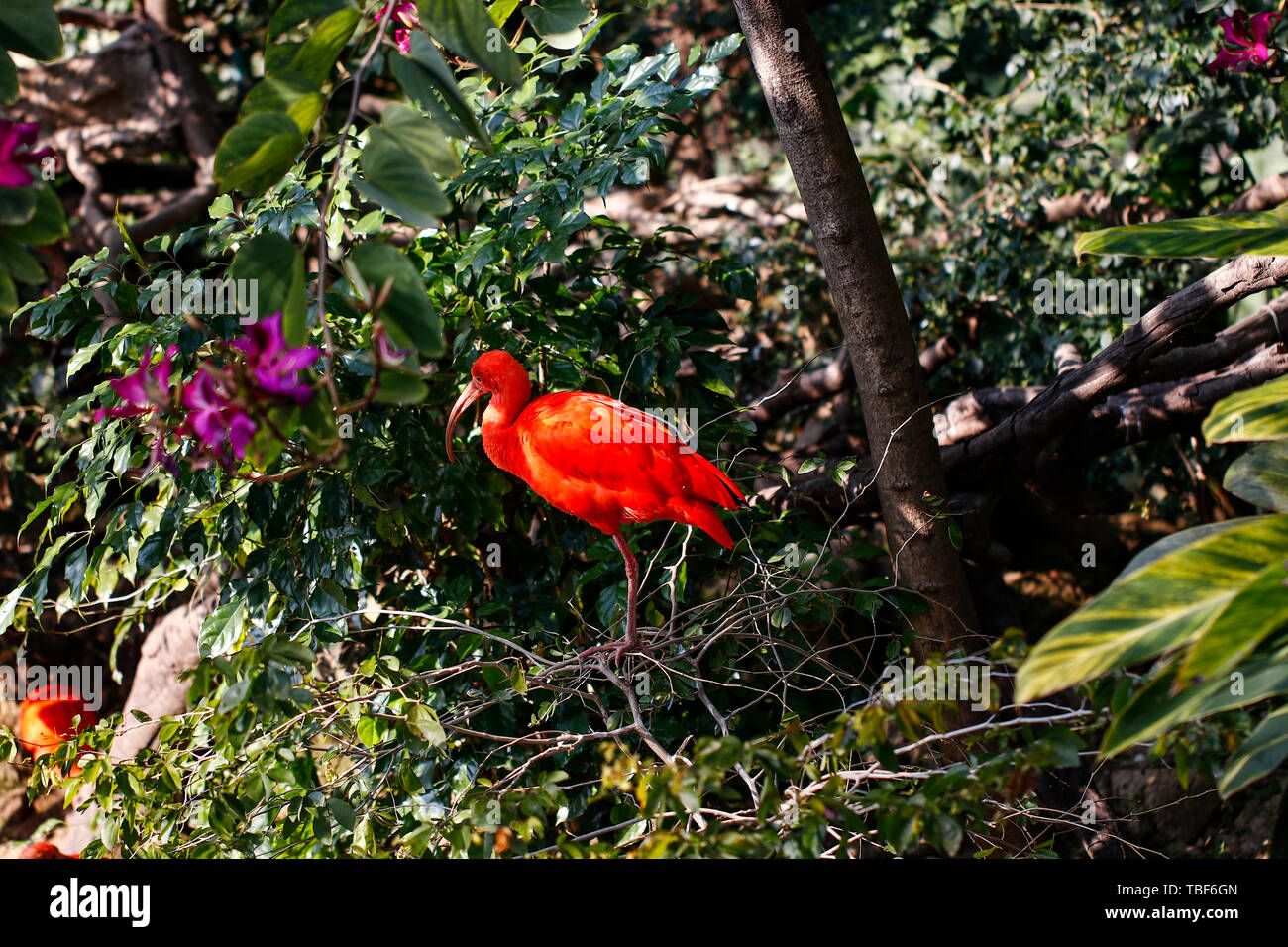 Food and poultry tropical red ibis hi-res stock photography and images ...