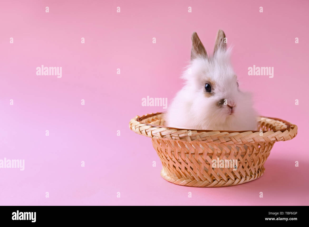 Cute fluffy rabbit in hat on color background Stock Photo - Alamy
