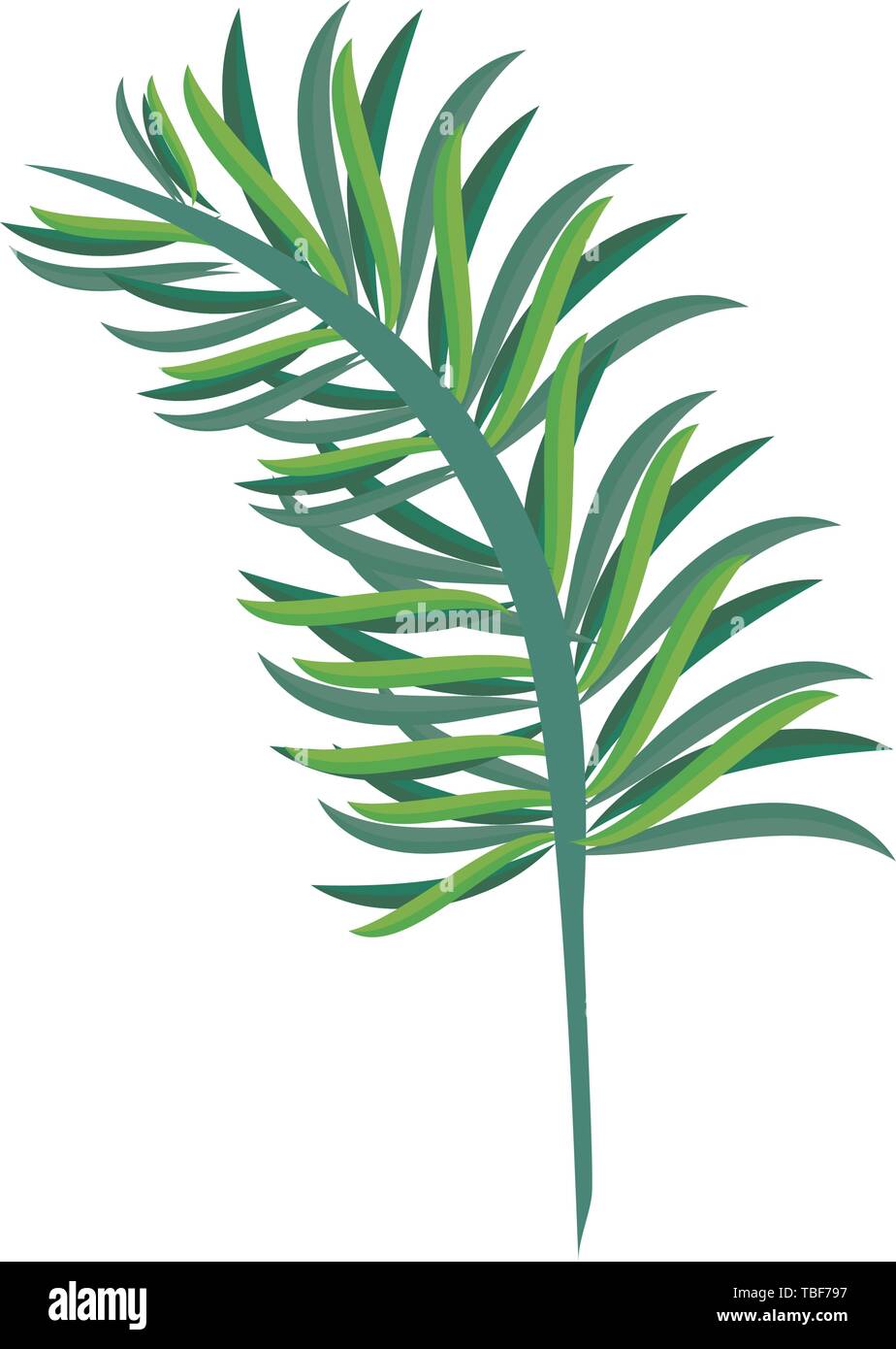 Tropical leaves nature cartoon isolated Stock Vector Image & Art - Alamy