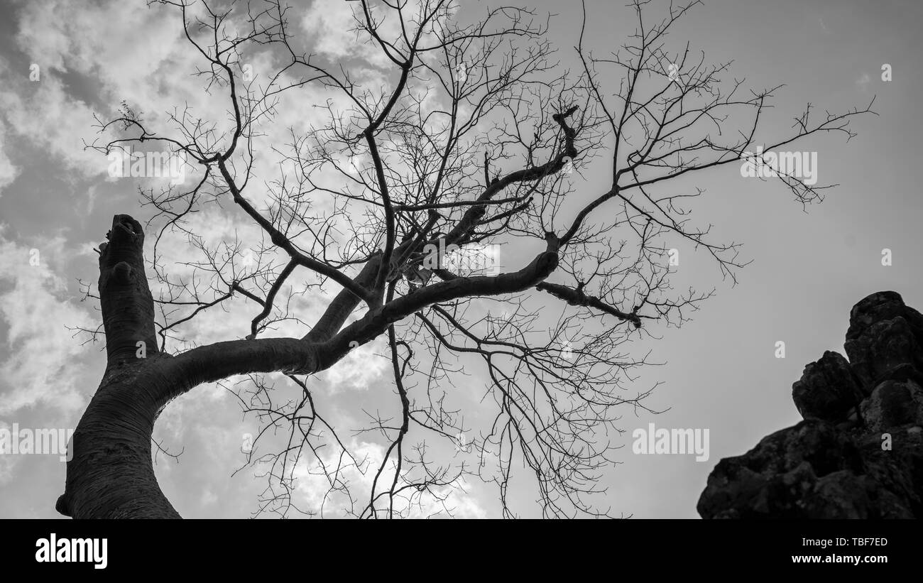 Trunks line Black and White Stock Photos & Images - Alamy