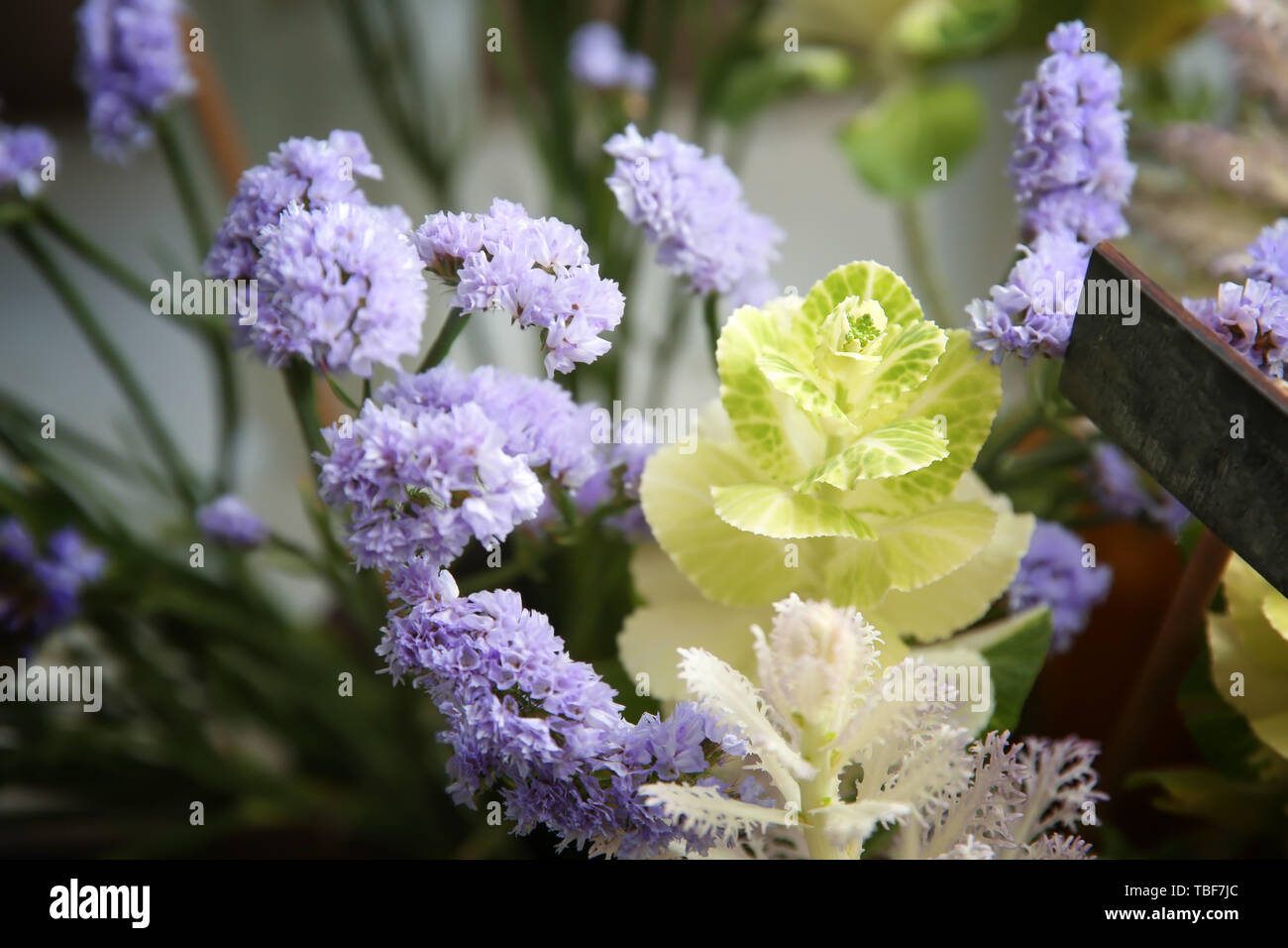 Beautiful fresh flowers, closeup Stock Photo - Alamy
